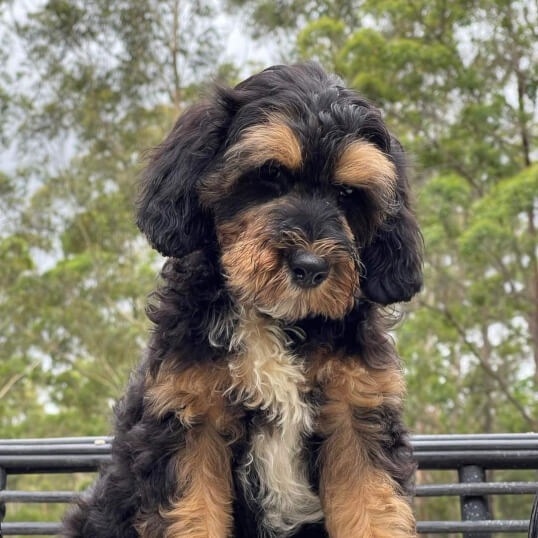 The Breed | Lighthouse Labradoodles