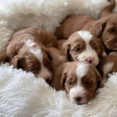 Ethically bred, Multi-gen Australian Labradoodle Puppies. | Lighthouse ...