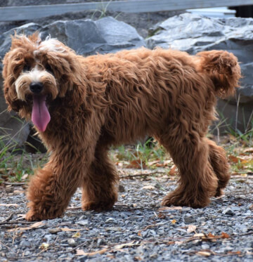 Breeder Dogs | Lighthouse Labradoodles