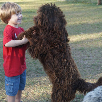 About Lighthouse Labradoodles | Lighthouse Labradoodles