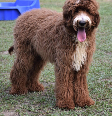 Breeder Dogs | Lighthouse Labradoodles