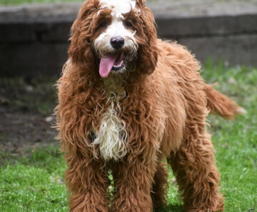 Breeder Dogs | Lighthouse Labradoodles