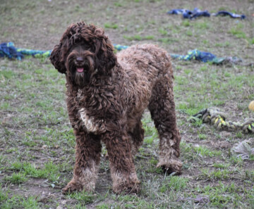Breeder Dogs | Lighthouse Labradoodles