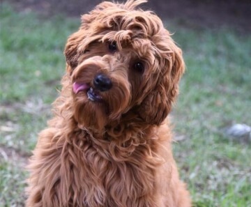 Breeder Dogs | Lighthouse Labradoodles