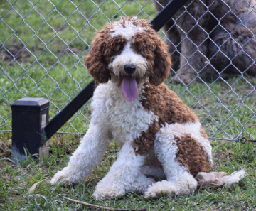 Breeder Dogs | Lighthouse Labradoodles