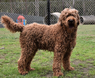 Breeder Dogs | Lighthouse Labradoodles