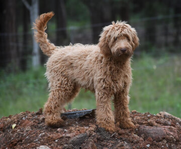 Breeder Dogs | Lighthouse Labradoodles