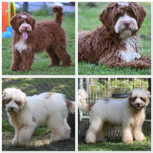Our Puppies | Lighthouse Labradoodles