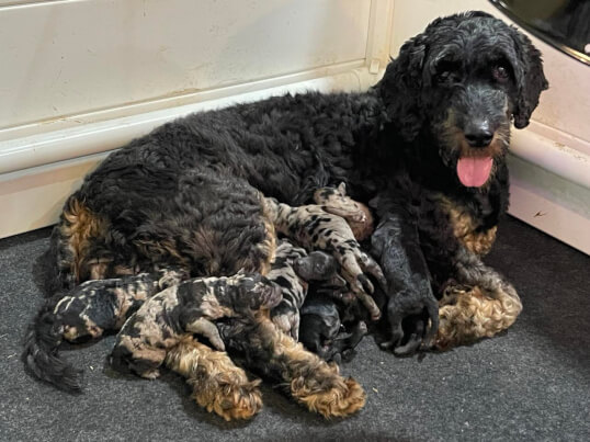 Our Puppies | Lighthouse Labradoodles