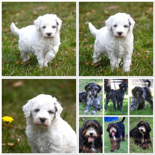 Our Puppies | Lighthouse Labradoodles