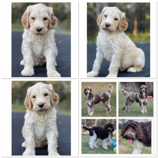Our Puppies | Lighthouse Labradoodles