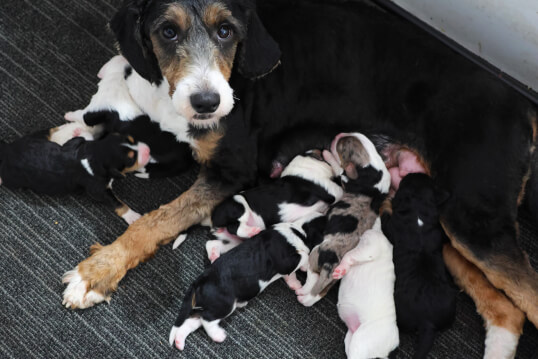 Our Puppies | Lighthouse Labradoodles